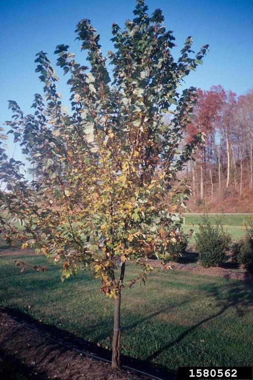 red maple (Acer rubrum L.)