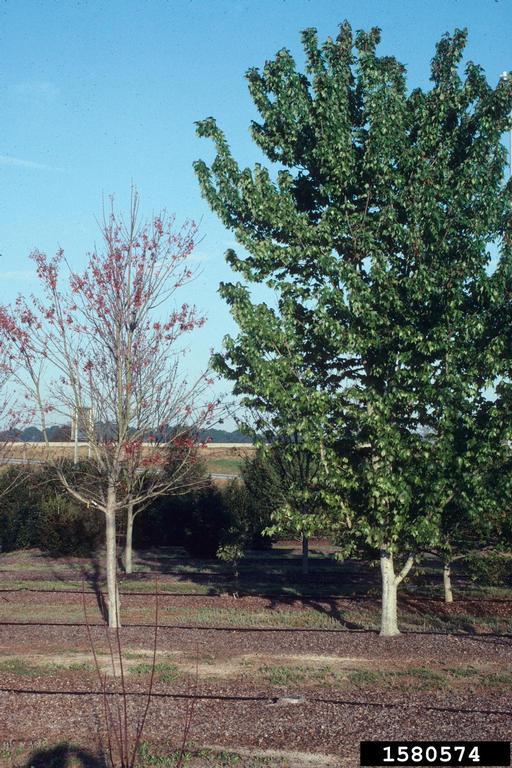 red maple (Acer rubrum)