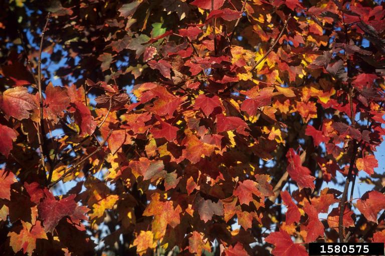 red maple (Acer rubrum L.)