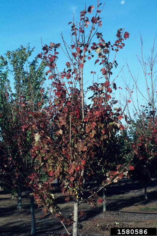 red maple (Acer rubrum)
