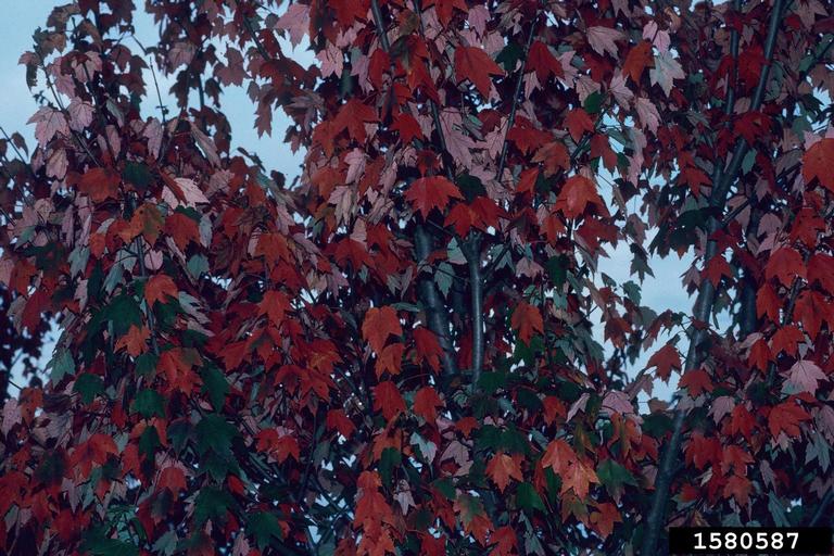red maple (Acer rubrum L.)