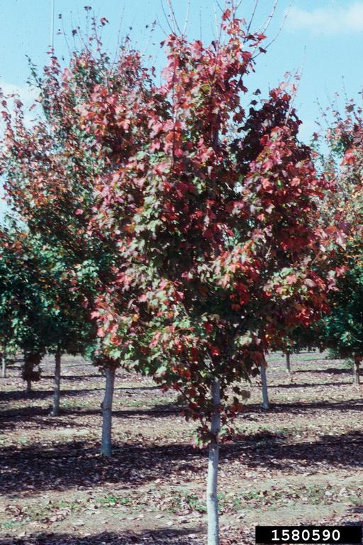 red maple (Acer rubrum L.)