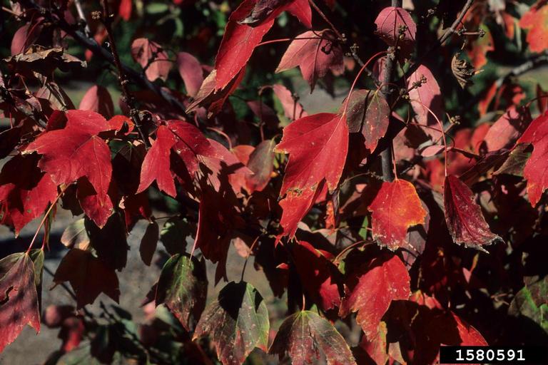 red maple (Acer rubrum)