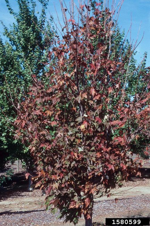 red maple (Acer rubrum L.)