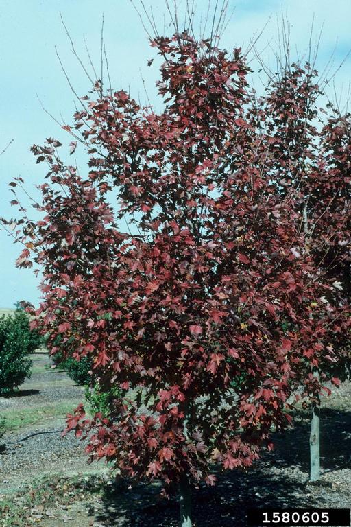 red maple (Acer rubrum)