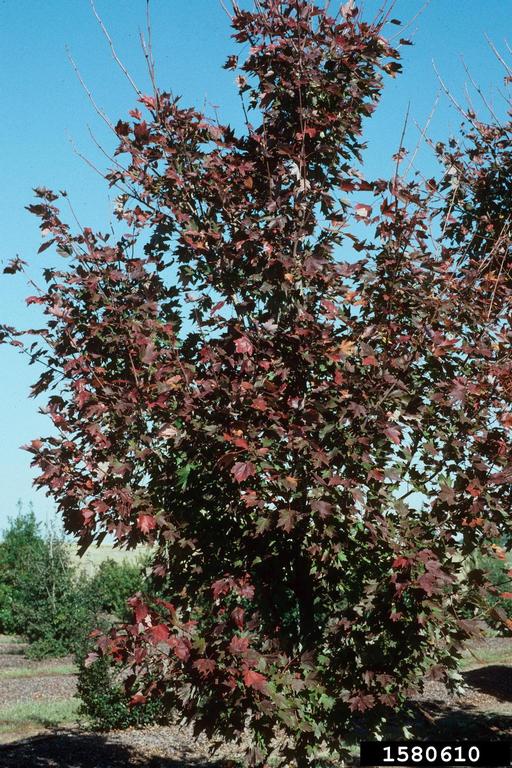 red maple, Acer rubrum (Sapindales: Sapindaceae) - 1580610