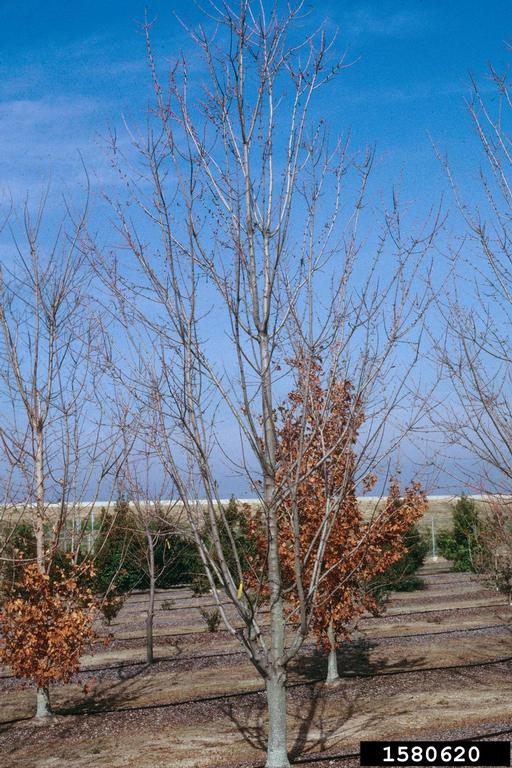red maple (Acer rubrum)