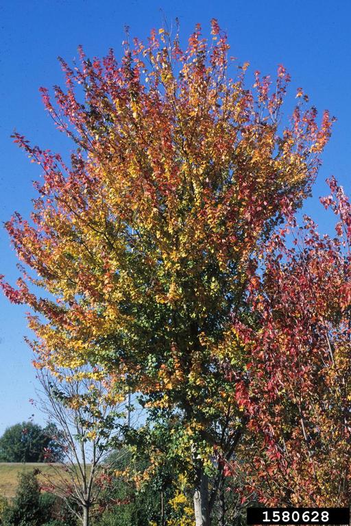 red maple (Acer rubrum L.)