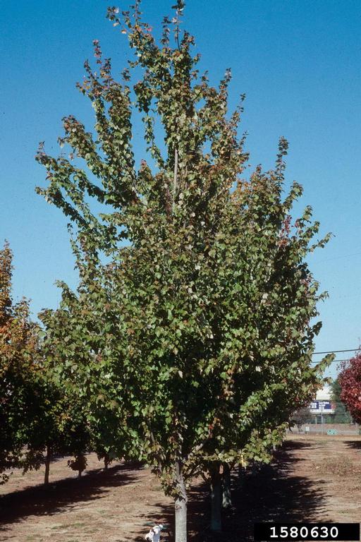 red maple (Acer rubrum L.)