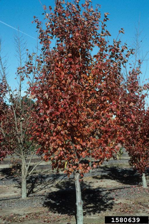 red maple (Acer rubrum L.)