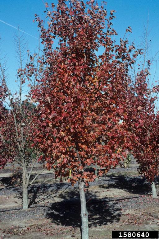 red maple (Acer rubrum L.)