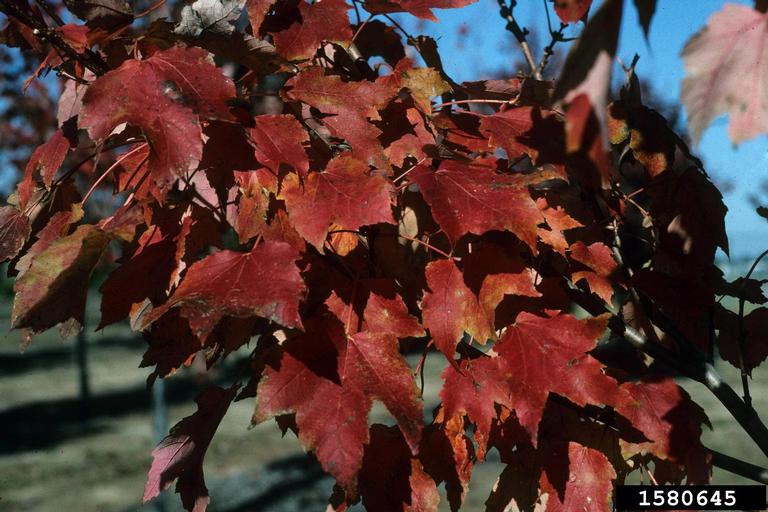 red maple (Acer rubrum L.)