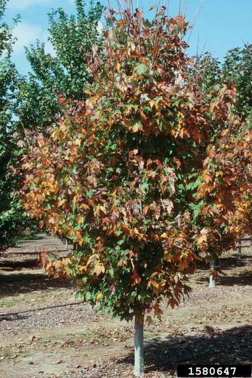 red maple (Acer rubrum L.)