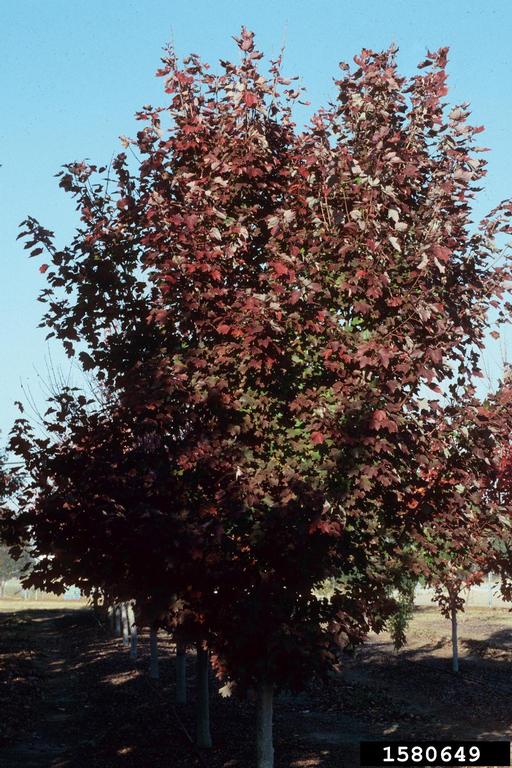 red maple (Acer rubrum L.)