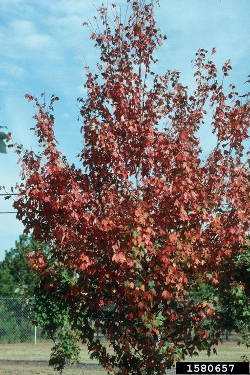 red maple (Acer rubrum)