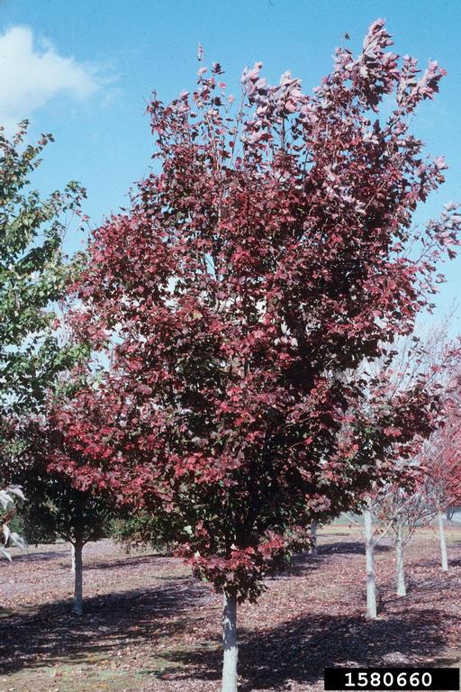 red maple (Acer rubrum L.)