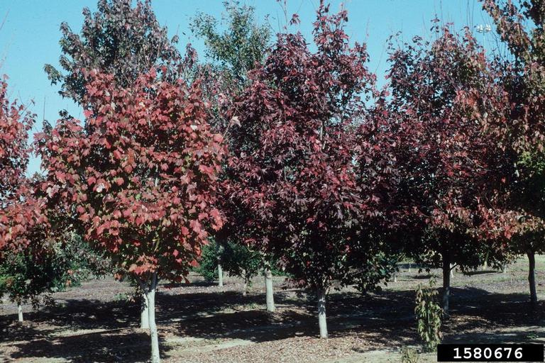 red maple (Acer rubrum)
