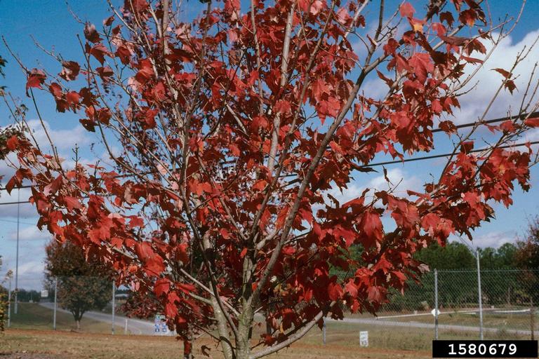 red maple (Acer rubrum L.)