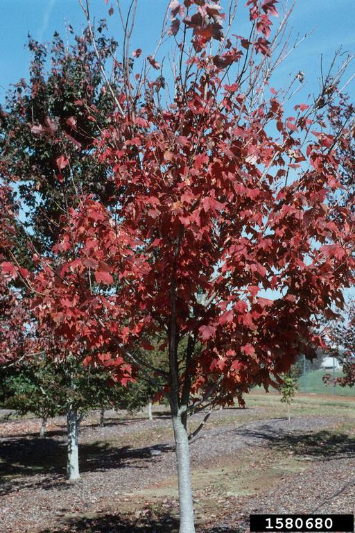 red maple (Acer rubrum L.)