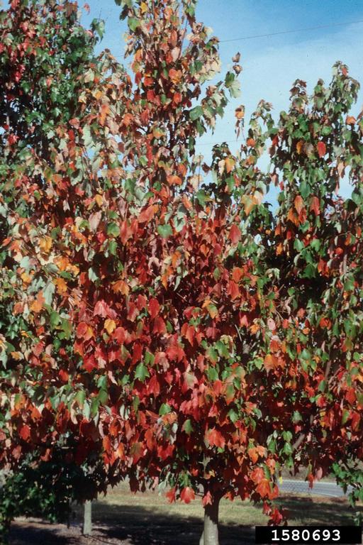 red maple, Acer rubrum (Sapindales: Sapindaceae) - 1580693