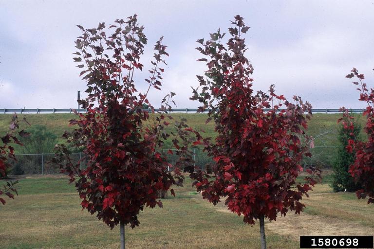 red maple (Acer rubrum)