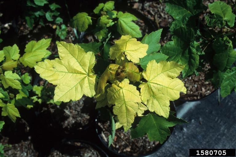 iron deficiency on red maple (Acer rubrum ) - 1580705