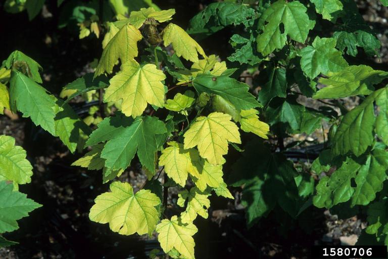 iron deficiency