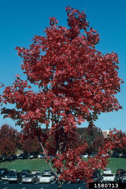 red maple (Acer rubrum)