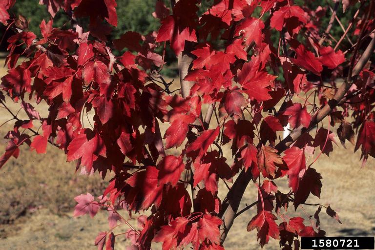 red maple (Acer rubrum)