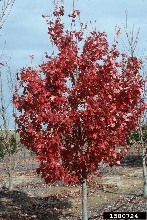 red maple (Acer rubrum)