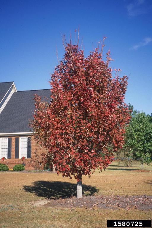 red maple (Acer rubrum)