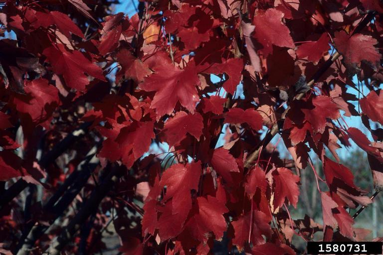 red maple (Acer rubrum L.)