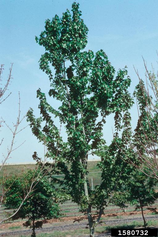 red maple (Acer rubrum)