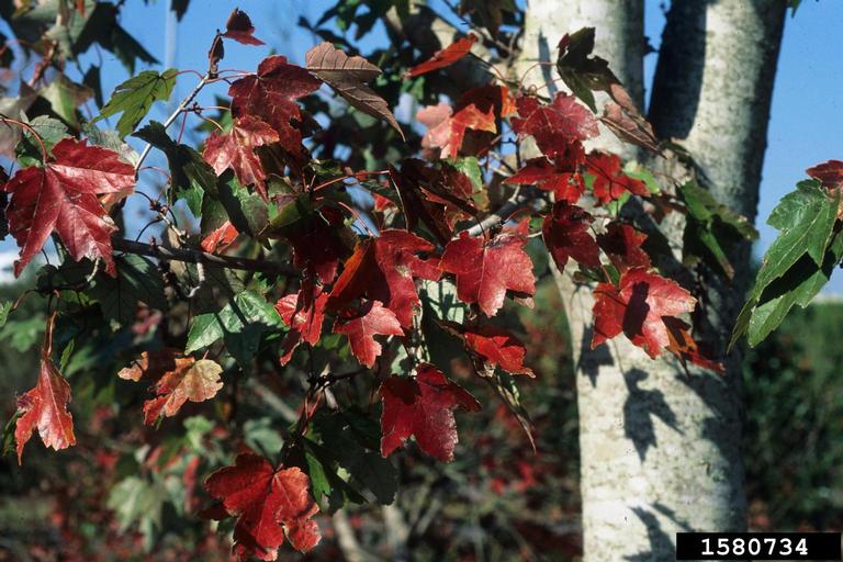 red maple (Acer rubrum)