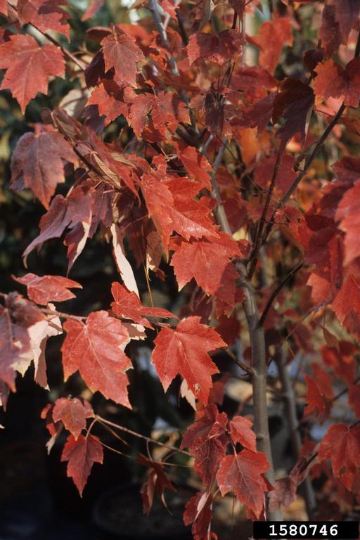 red maple (Acer rubrum)