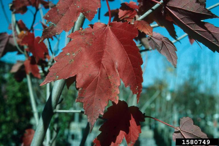 red maple (Acer rubrum)