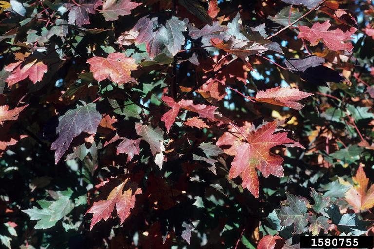 red maple (Acer rubrum)