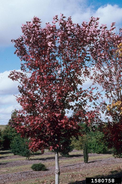 red maple (Acer rubrum)