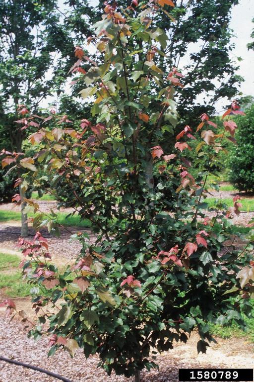 red maple (Acer rubrum)