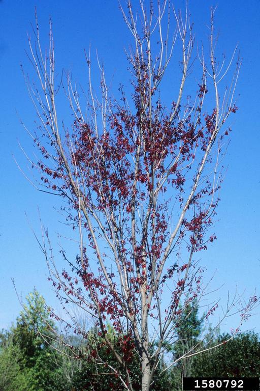 red maple (Acer rubrum L.)