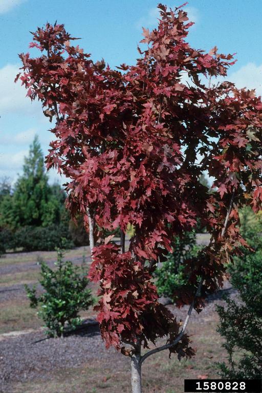sugar maple (Acer saccharum)