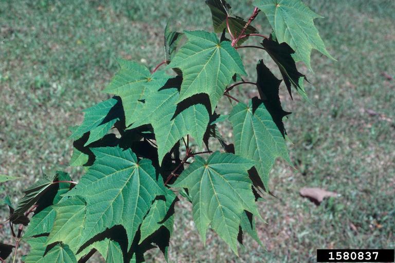 mountain maple (Acer spicatum Lam.)