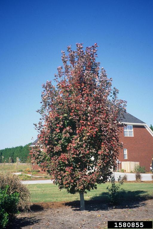 red maple (Acer rubrum L.)