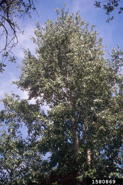 red maple (Acer rubrum)