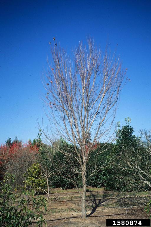 red maple (Acer rubrum)