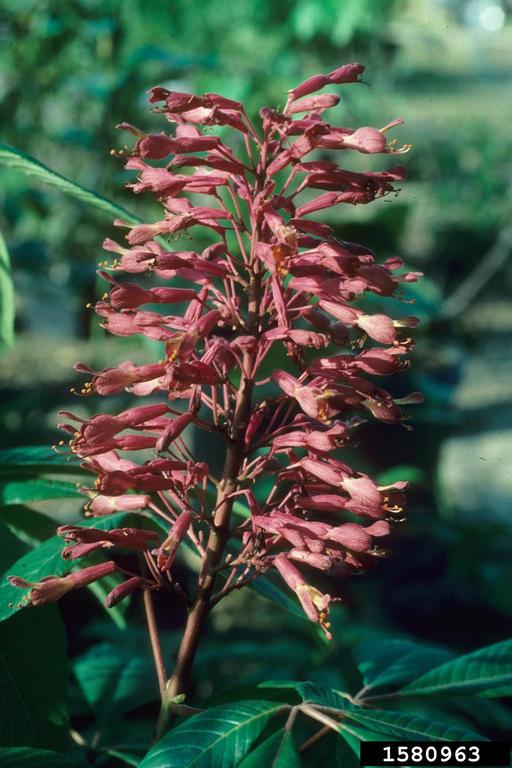 red buckeye (Aesculus pavia)
