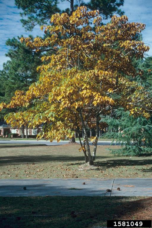 tungoil tree (Vernicia fordii)