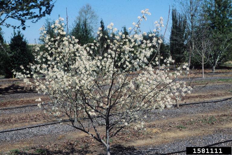 serviceberry (Amelanchier alnifolia)