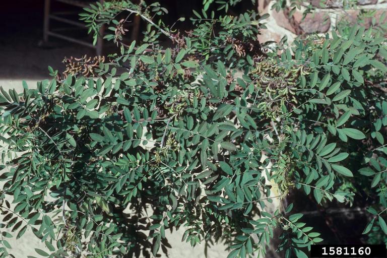 false indigo (Genus Amorpha)