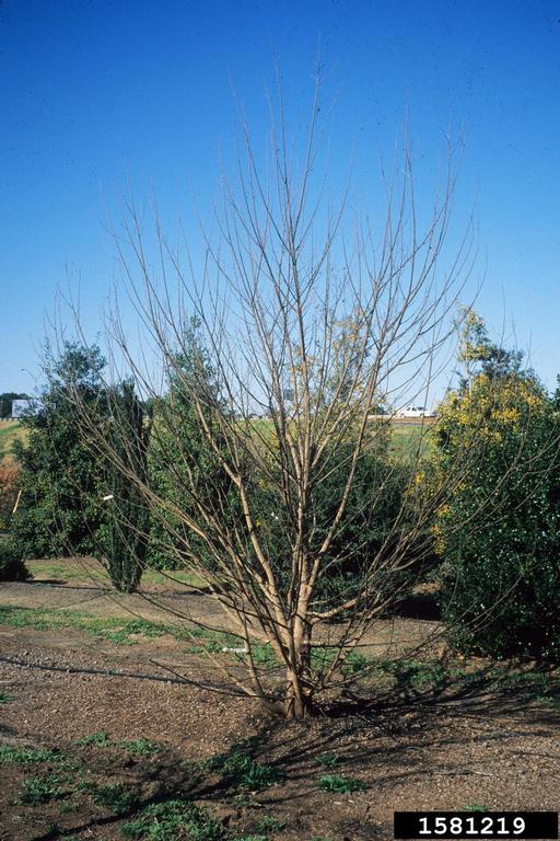mukutree (Aphananthe aspera)